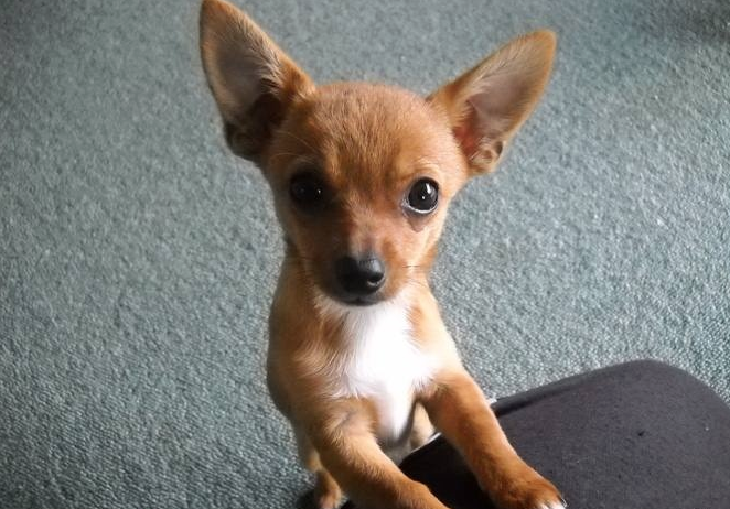 Everything about your Jack Chi - LUV My dogs