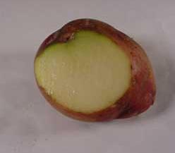 Healthy and Quality Foods: Solanina y Chaconina