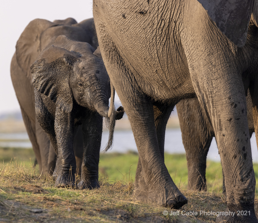 Jeff Cable's Blog: The beautiful elephants of Africa: On land and in ...