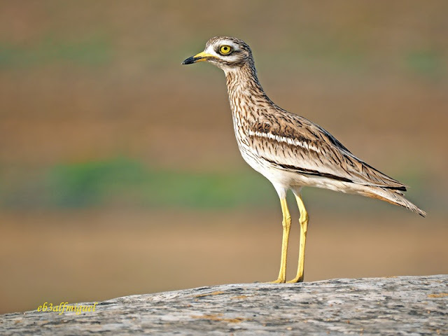 Miguel fotografia: Alcaraván común (Burhinus oedicnemus)