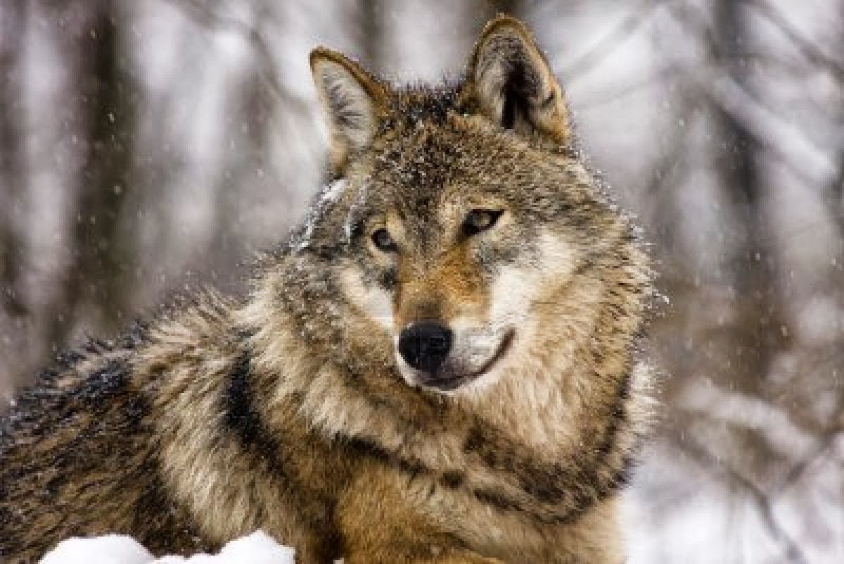 Andy foto natura: Lobos