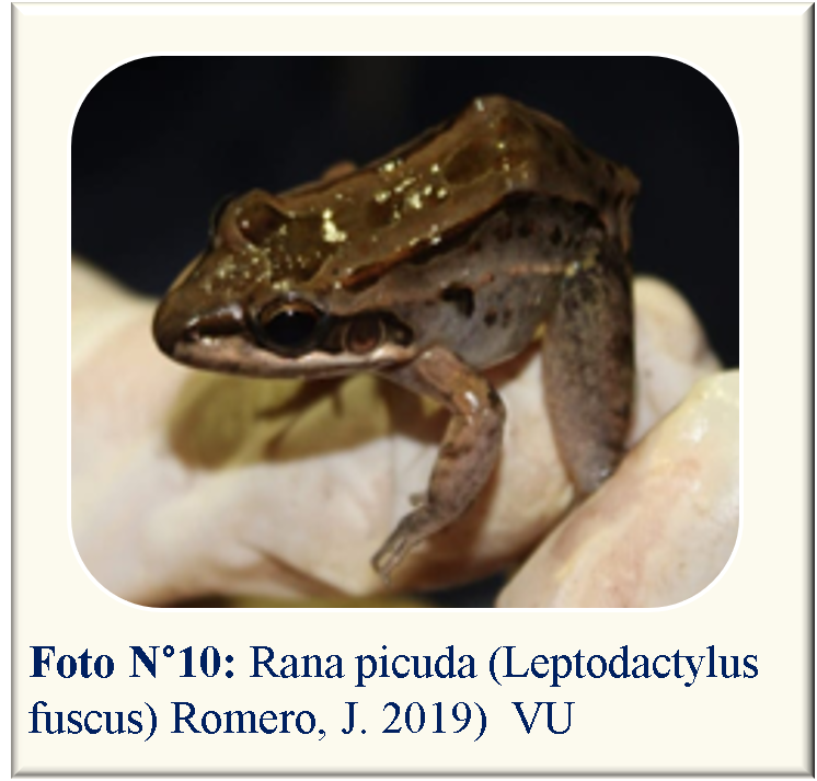 POBLACIONES ANURAS: DIVERSIDAD DE ANUROS