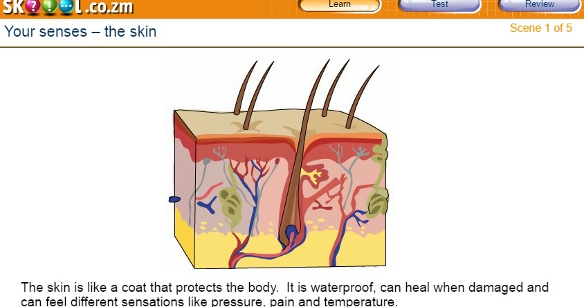 English adventure 4: Skin. Activities