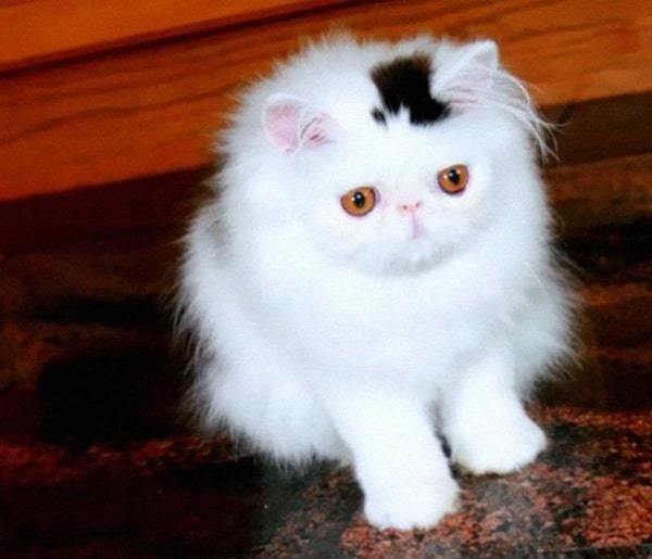 10 Gambar Kucing Si Comel Yang Mempunyai Corak Bulu Unik..!!!