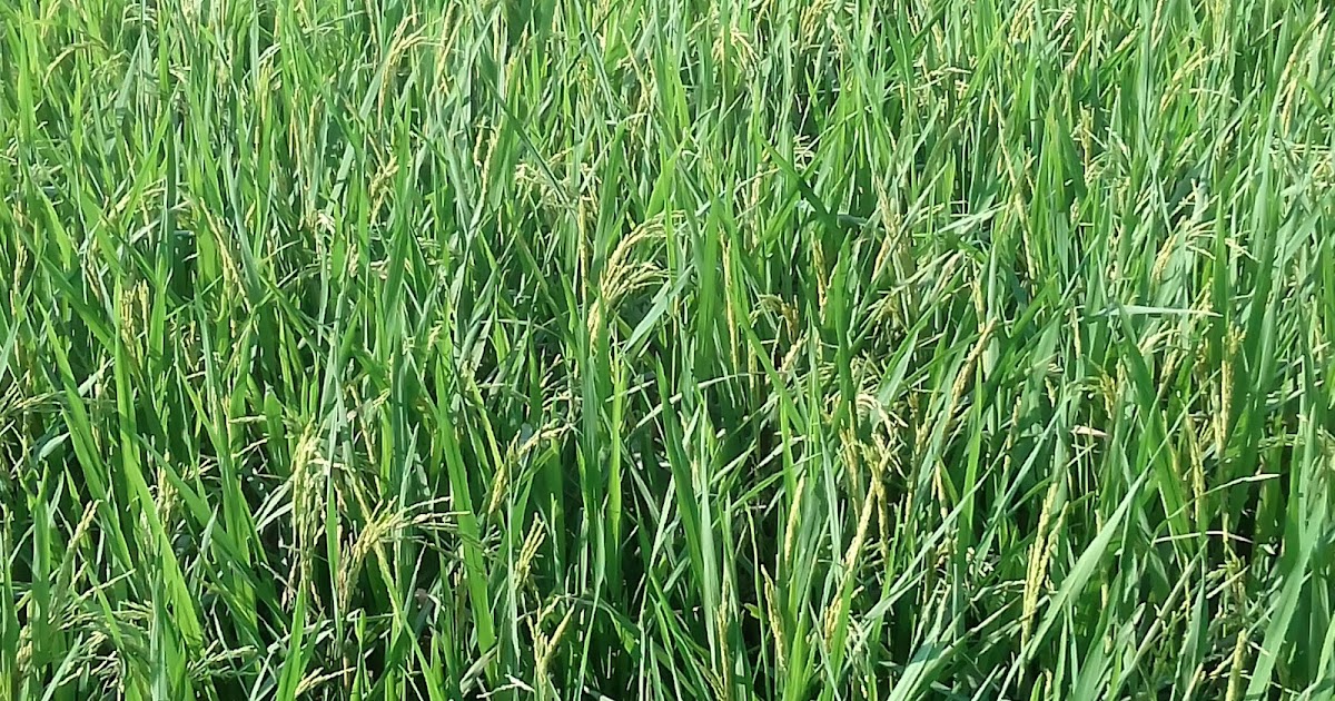 Worldwide Photographer: How does paddy field look like when paddy blossoms?