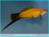 Swordtail-Xiphophorus Helleri