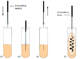 mikrobiologi kelompok 5: TEKNIK ISOLASI BAKTERI