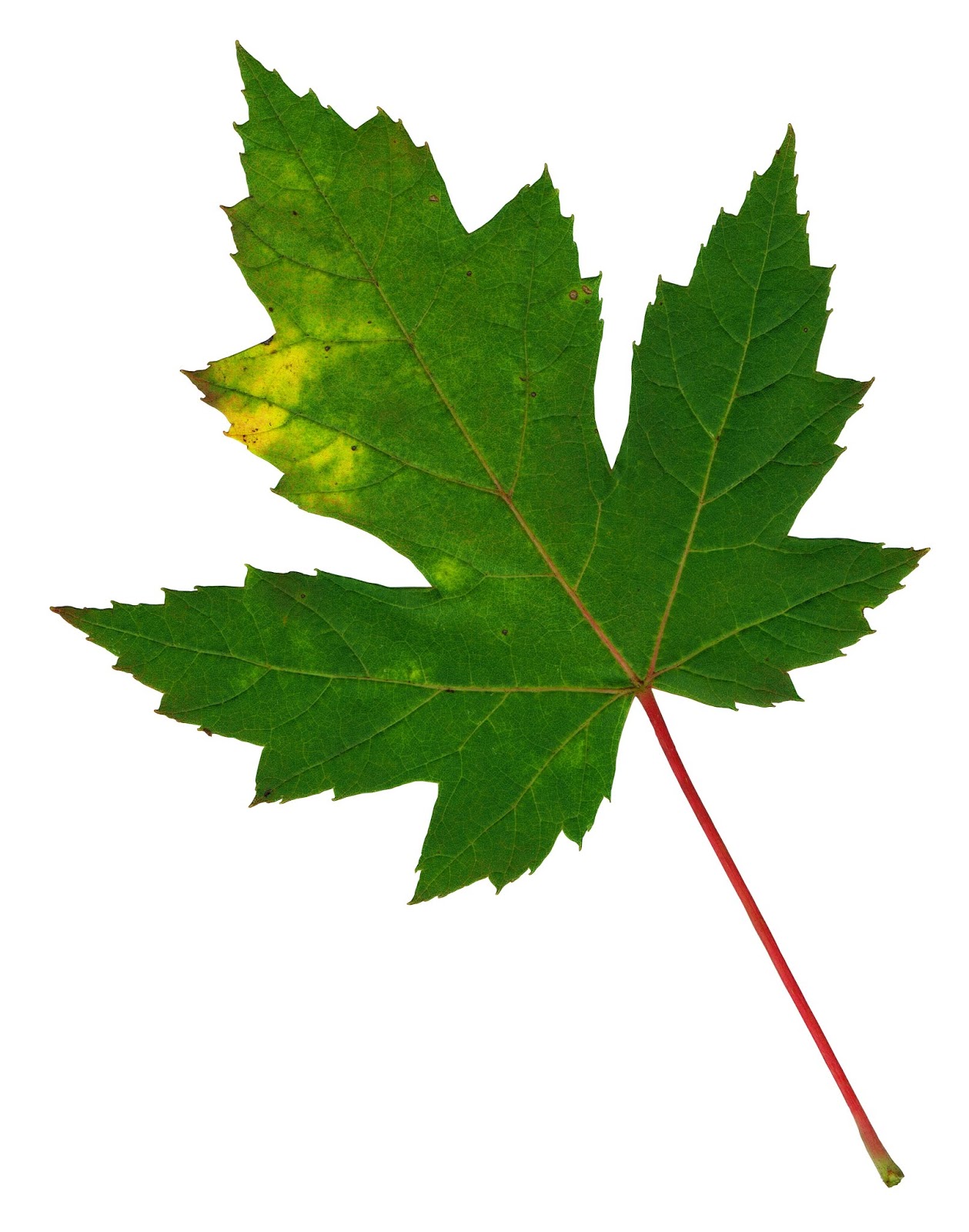 marinearte: La Forma