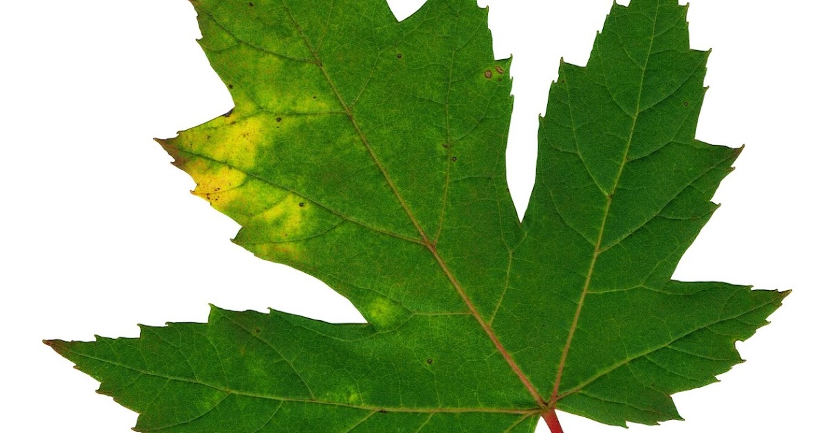 marinearte: La Forma