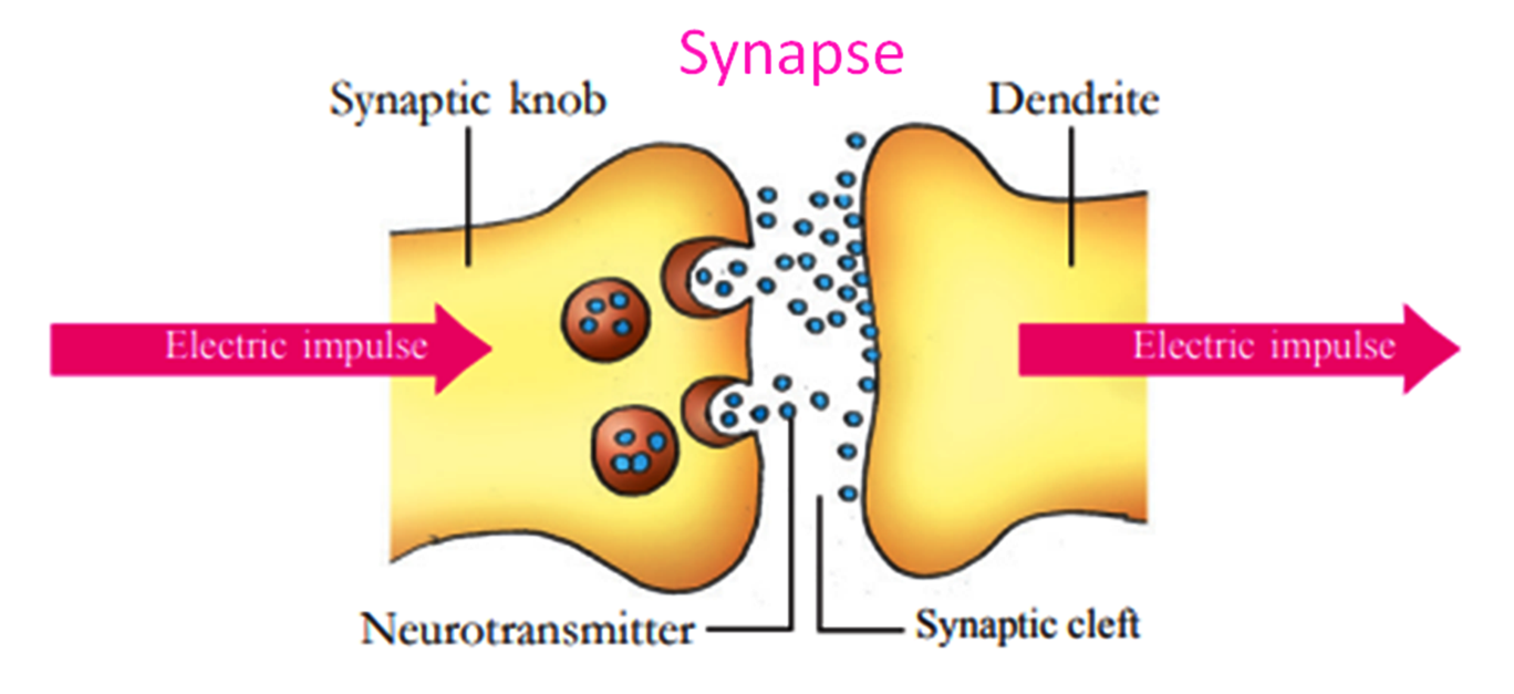 Synaptic Cleft Muscle