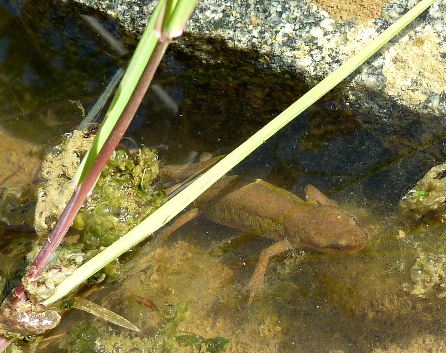 Dave Hubble's ecology spot: Peering at pond predators