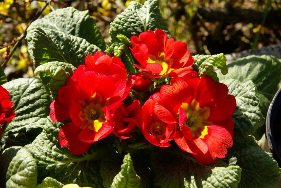 Јаглика - Primula veris; Primula vulgaris - Билки Лековити и Народна ...