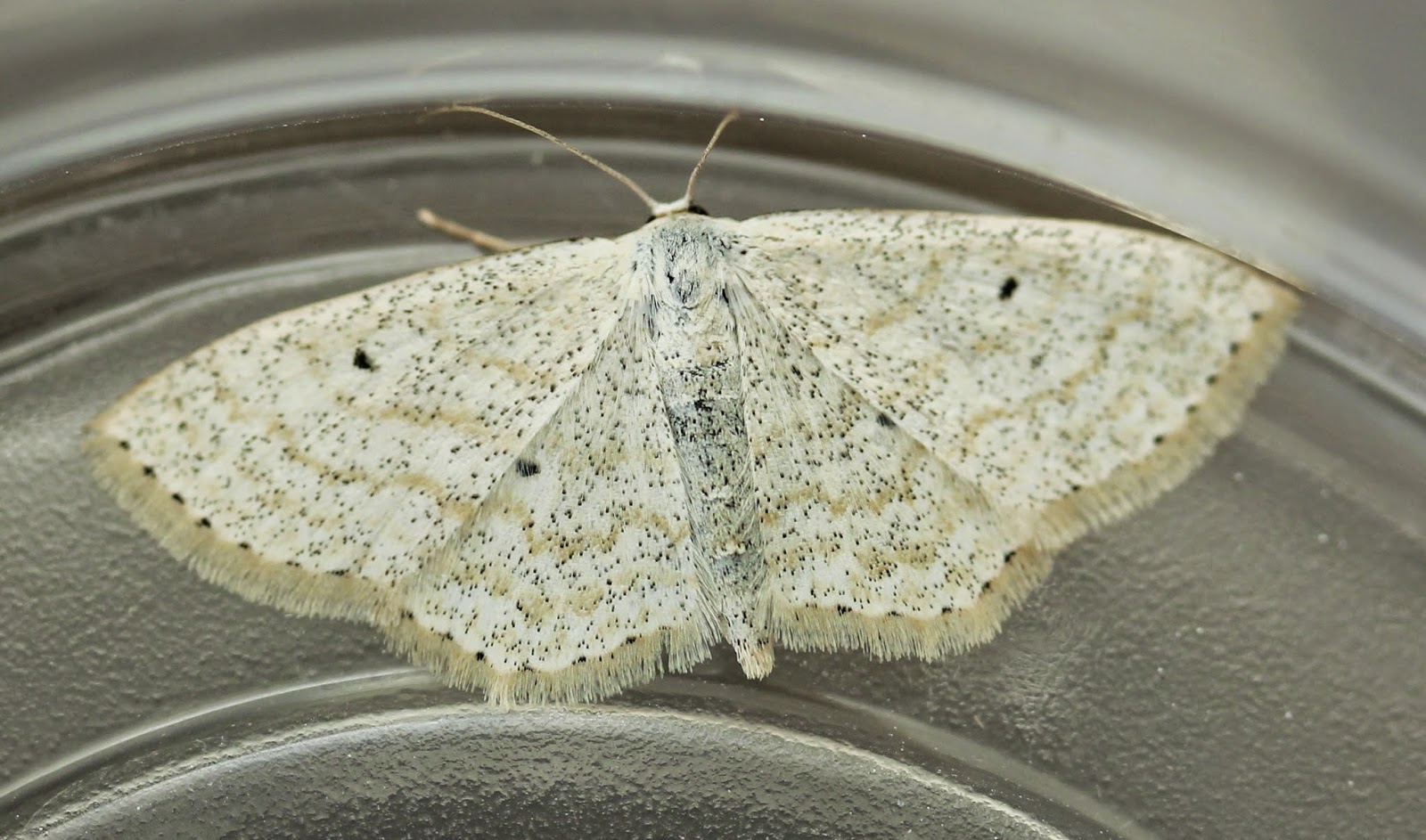 Ceredigion Moths: Here's one I prepared earlier