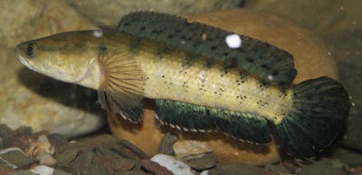 50 Jenis Ikan Channa yang Perlu Kamu Ketahui, Terlengkap Beserta Harga ...