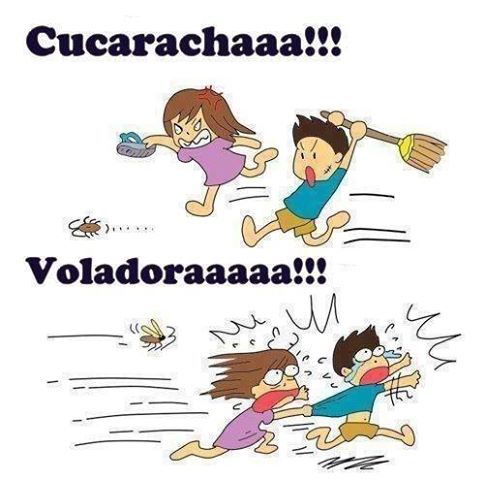 meme cucaracha voladora - Buscar con Google | Memes de cucarachas ...