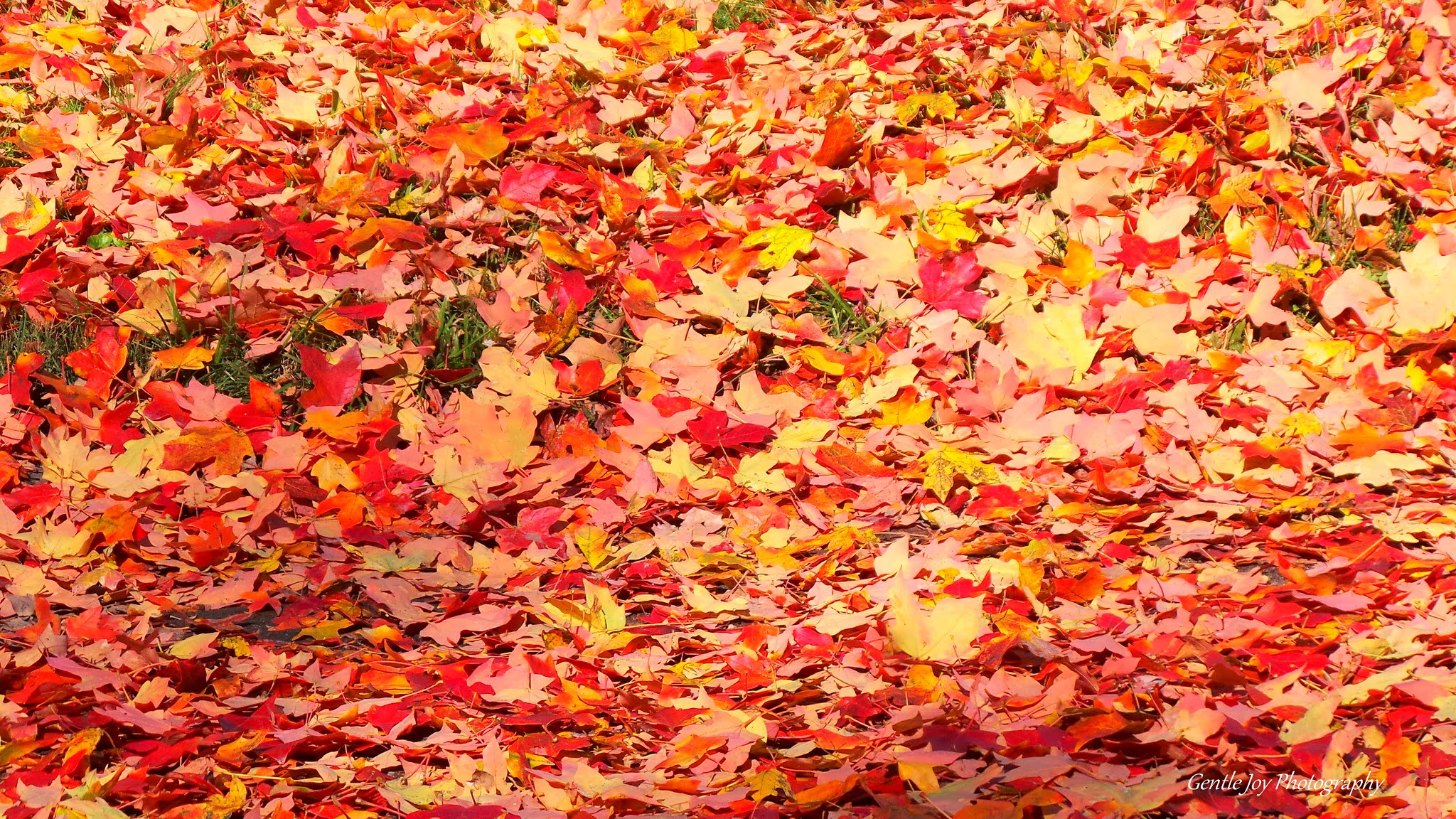Gentle Joy Photography: Leaves... colorful, dancing and falling to earth