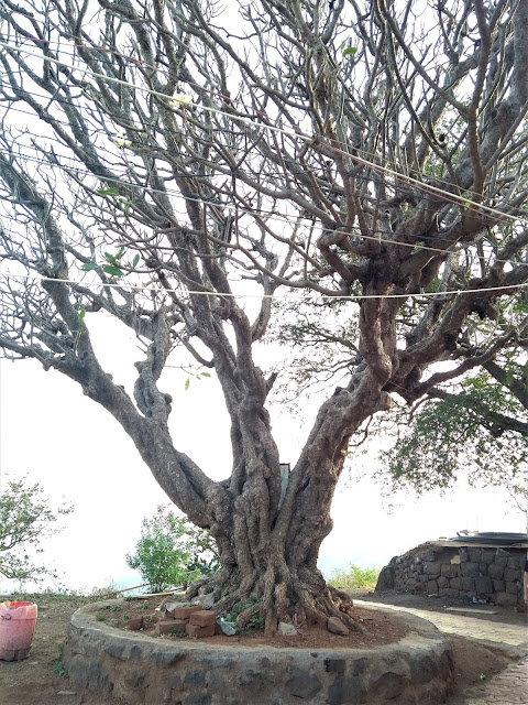 Spice of Life!: Temple Tree (ThursdayTreeLove)