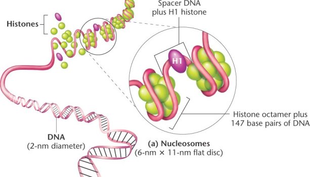 Plant Life: Chromatin