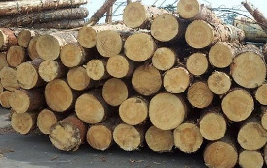 Karakteristik Kayu Albasia, Keunggulan, Harga, dan Produknya - Pengadaan6