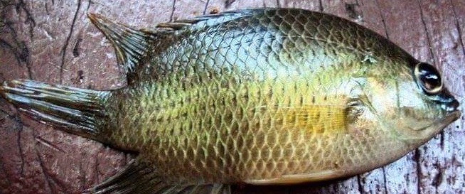 Malabar leaf fish catopra, pristolepis marginata is locally called ...