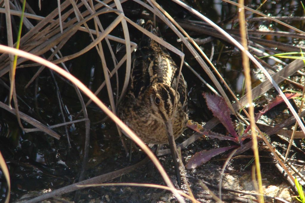 Your Daily Dose of Sabino Canyon: A real snipe hunt