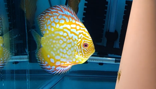 100 Discus Classification according to color and line | king fish