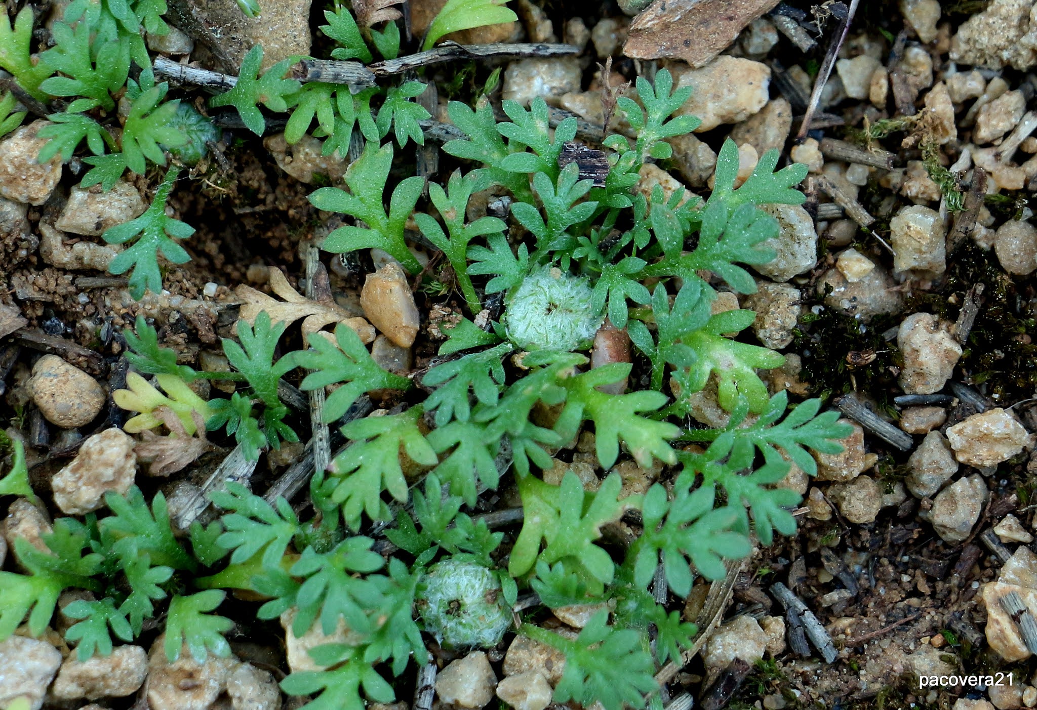 CH´USAY: Soliva stolonifera