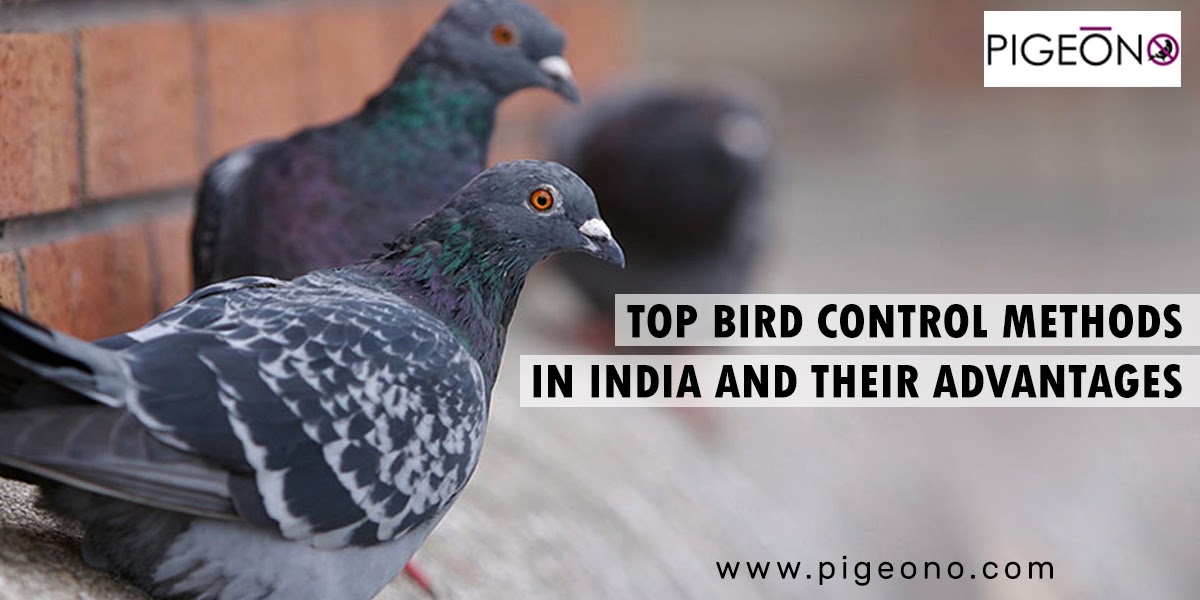 TOP BIRD CONTROL METHODS IN INDIA AND THEIR ADVANTAGES