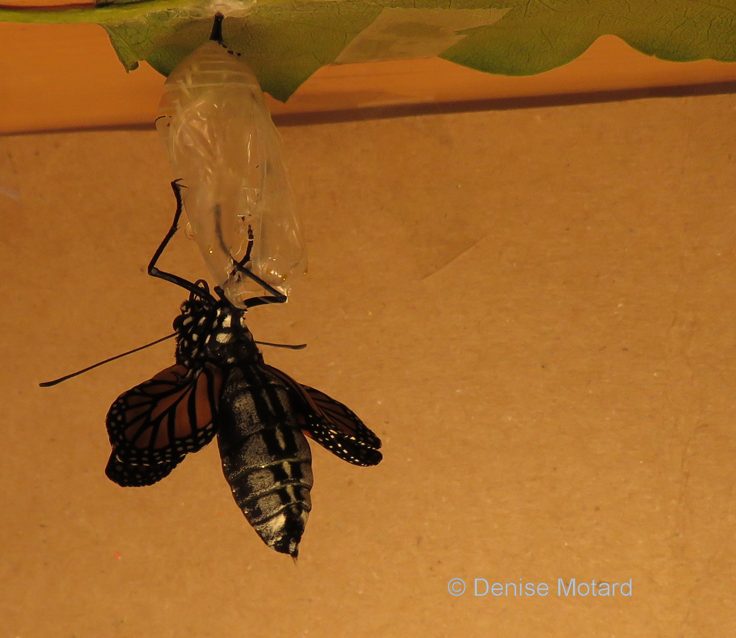 PHOTOS OF MONARCH BUTTERFLIES EMERGING