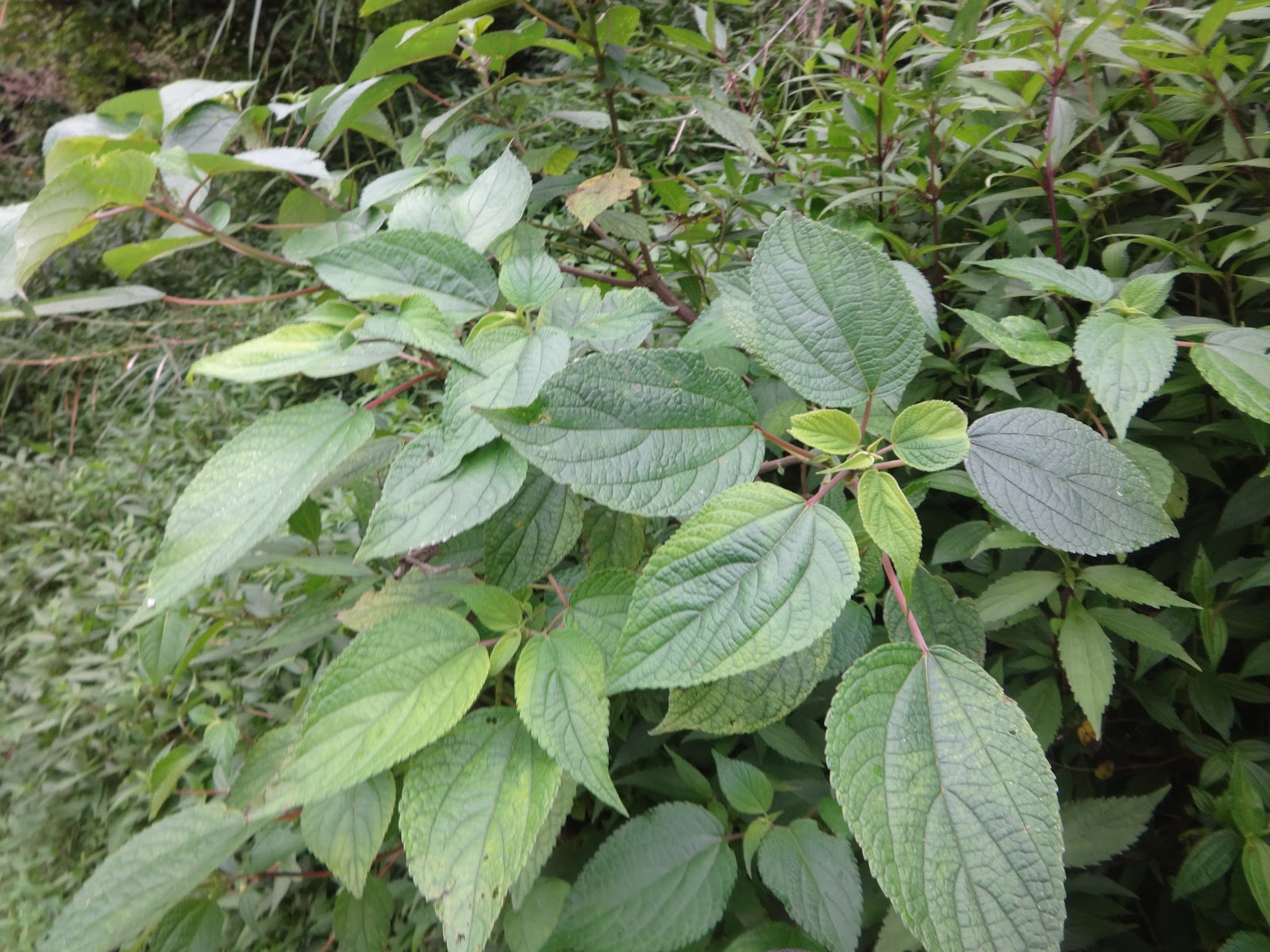Herbs from Distant Lands: Pipturus spp. - Mamaki Tea, Handalamay, Armwe ...