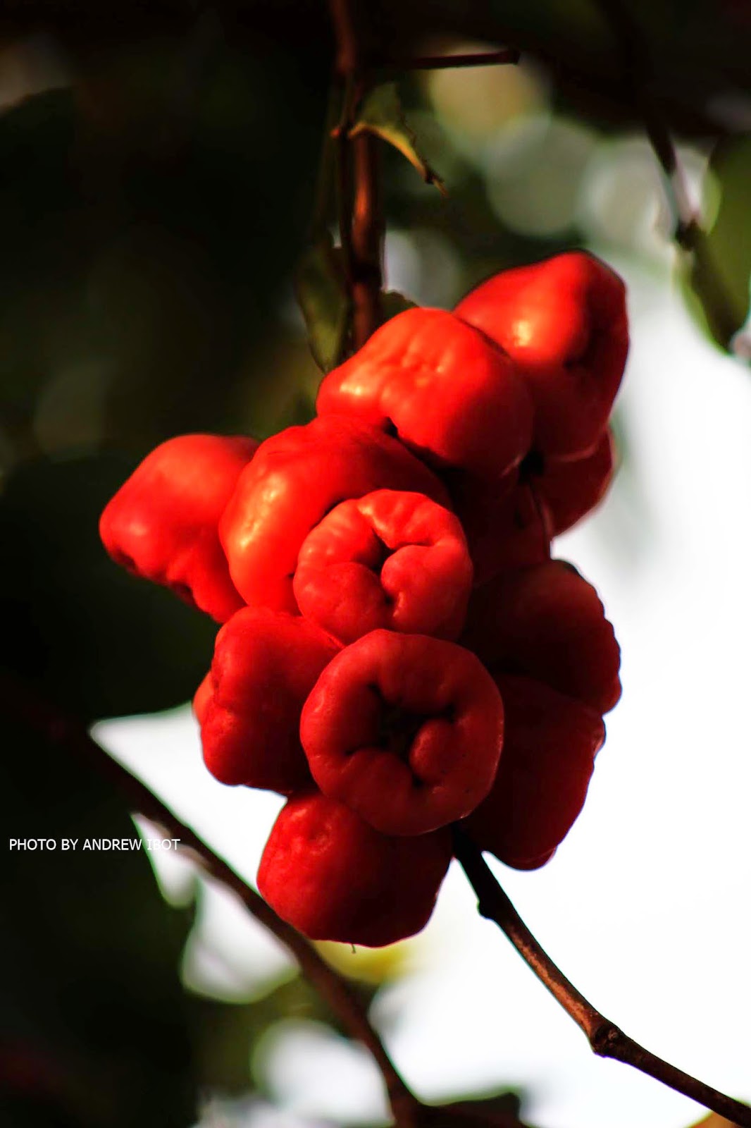 Ako si ANDREW IBOT!: Makopa