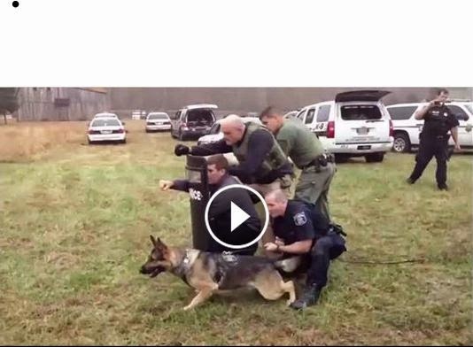 Seriously Intense SWAT Dog Training Commences!-the kennel club german ...