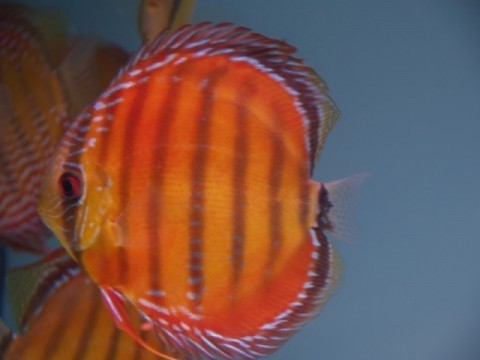 紅鱗七彩 Redscales Discus: 11.Wild Discus 野生七彩神仙的種類3