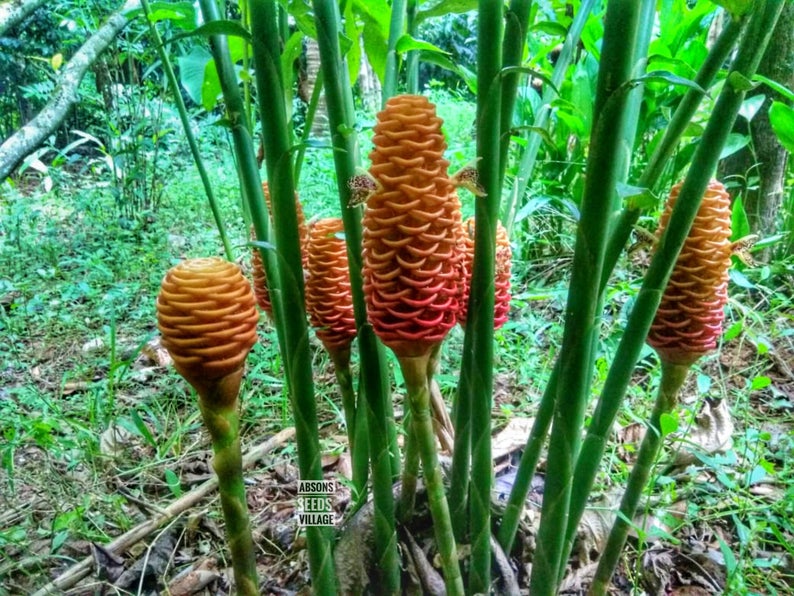 PLANT FAMILIES OF PUERTO RICO AND FLORIDA PAPO VIVES: ZINGIBERACEAE ...