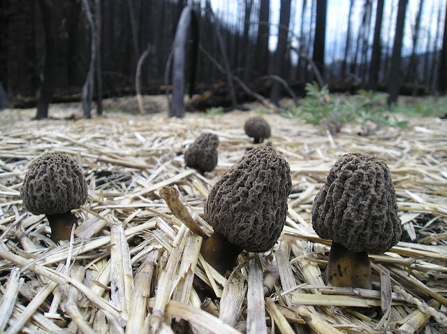 Morel Information