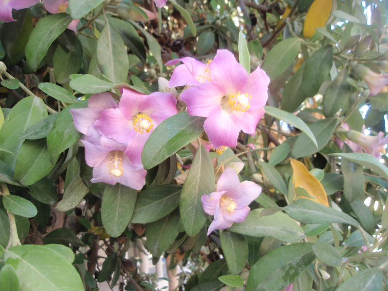 HERBARIO VIRTUAL DE BANYERES DE MARIOLA Y ALICANTE: Lagunaria ...