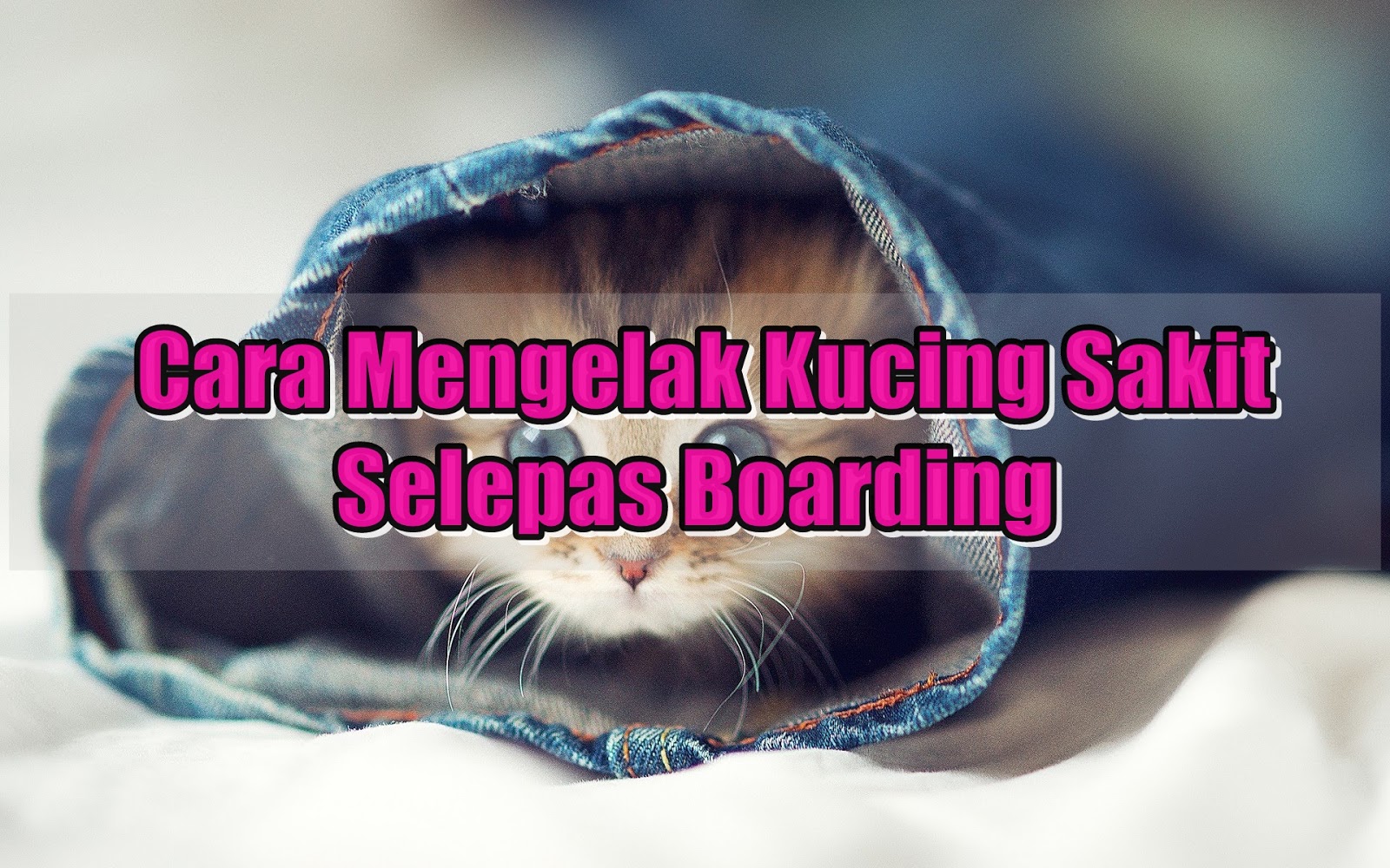 Cara Mengelak Kucing Sakit Selepas Boarding