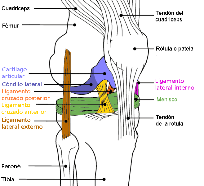 Dr Samuel Banda: Primera descripcion anatómica completa de un nuevo ...