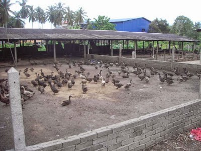 DINARA AGRO FARM: Manual Teknologi Penternakan Itik Pedaging