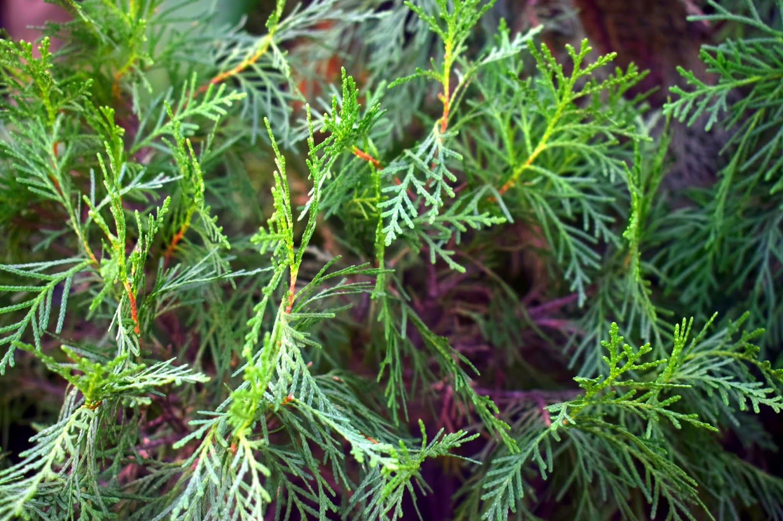 Jhau tree - Photo House