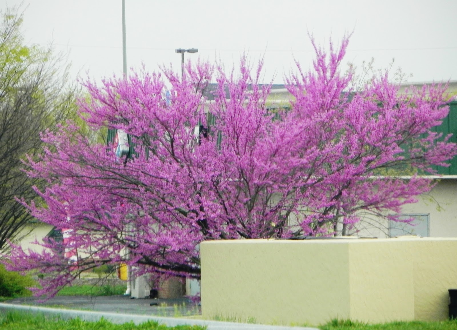 Let Your Light Shine: The Judas Tree