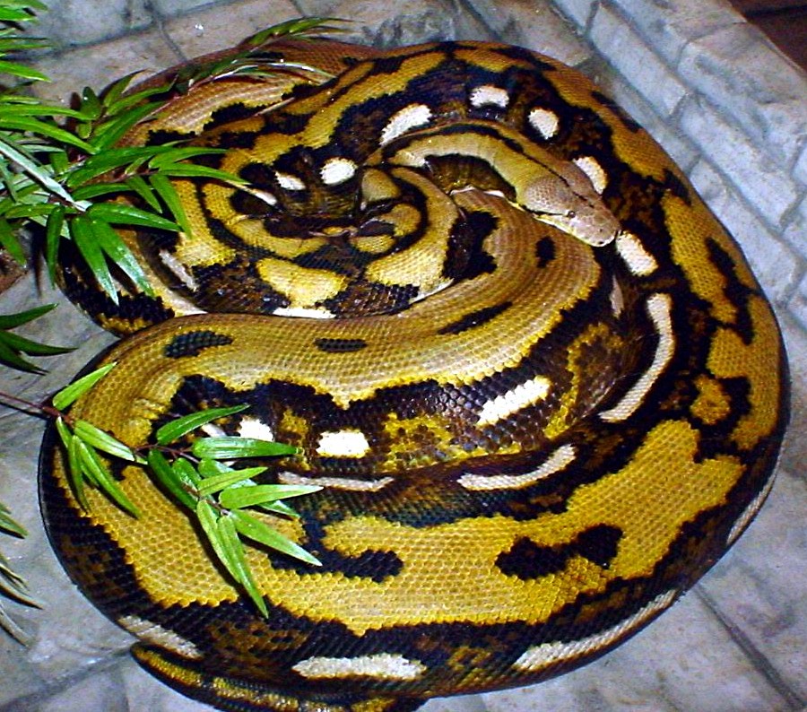 CUTTING A PHONEY MEGA-PYTHON DOWN TO SIZE – OR, EXPOSING ANOTHER FAKE ...