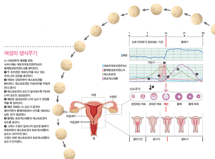 피임방법 섹스 사랑 가족 가족 육아에 대한 지식