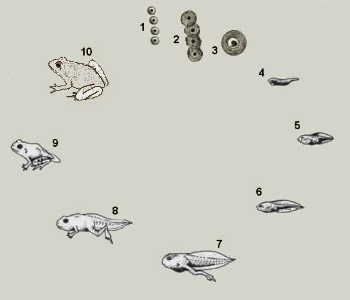 Biomimicry of Frogs - A Study of Nature's Best Ideas: Tadpoles to Frog!