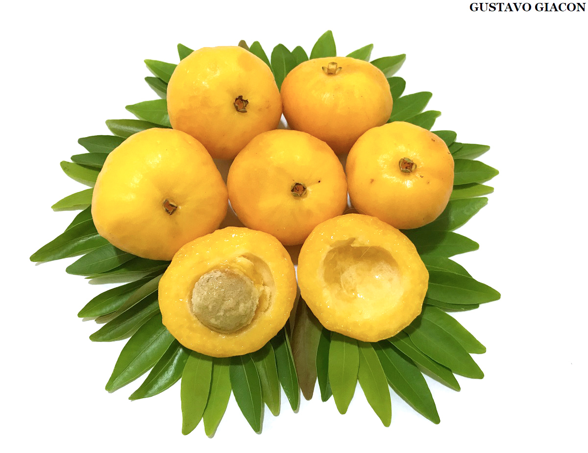 Viveiro Ciprest - Plantas Nativas e Exóticas: Uvaia ou Orvalha ...