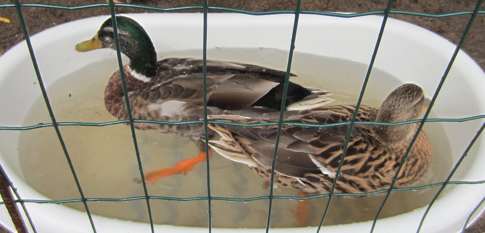 Escolas do Centro Social Paroquial de N.ª Sr.ª da Anunciada: “As ...