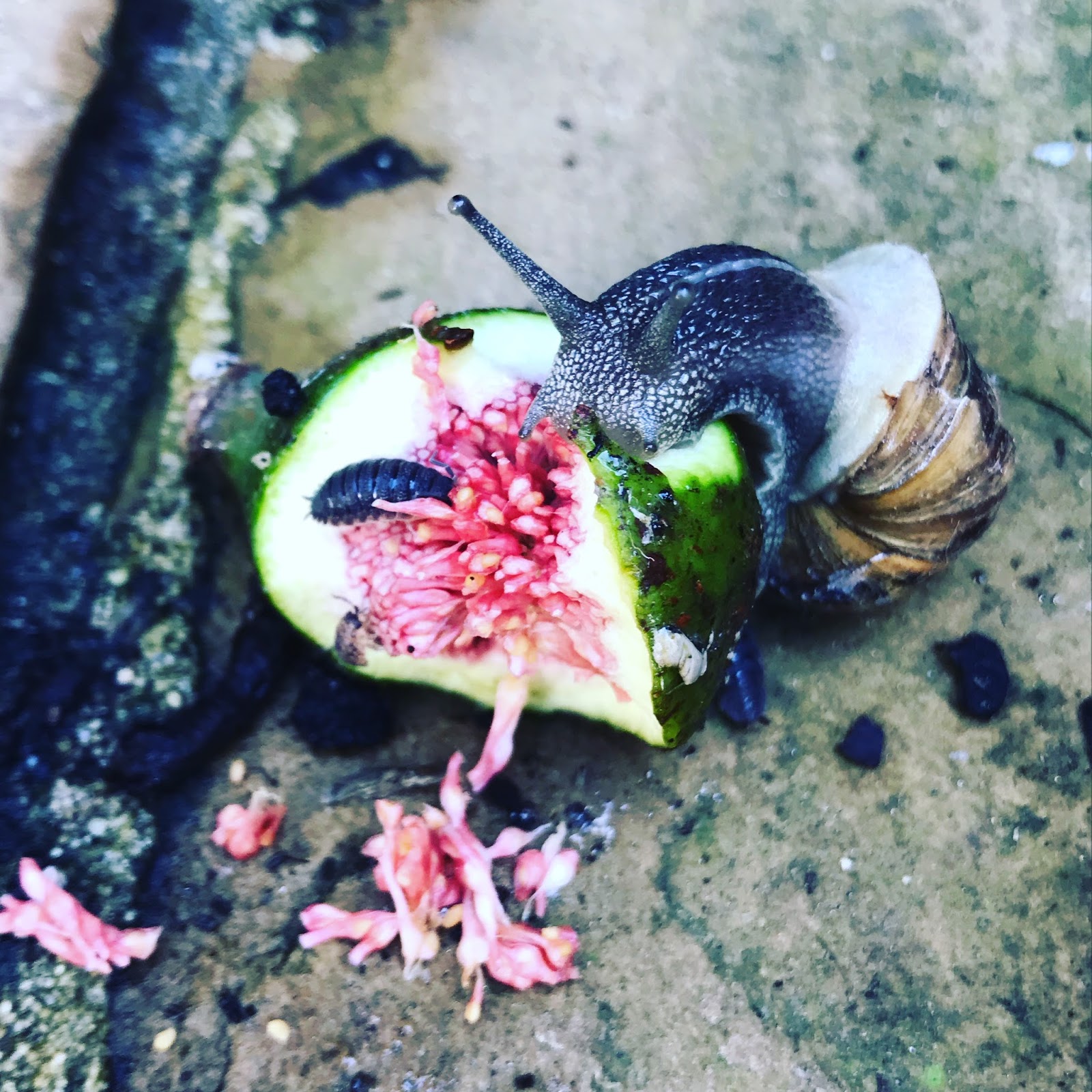 Photography: Snail Dining on a Fig