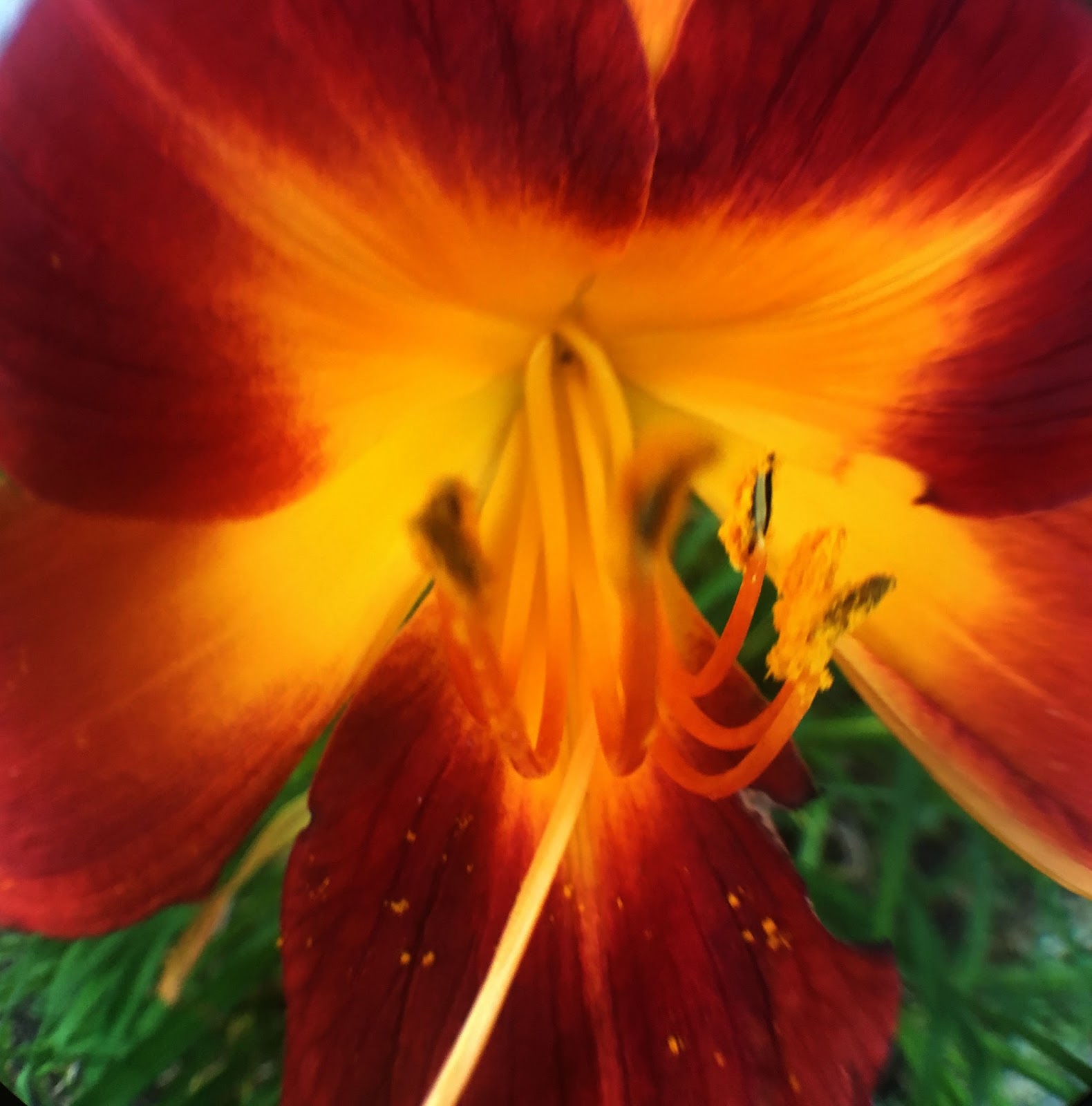 Digital Photography, Mod 5, 2017: Macro assignment