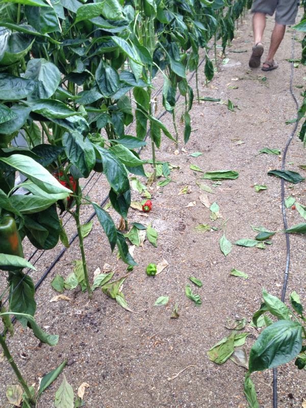 Homo agricola: El PVYV produce defoliación?