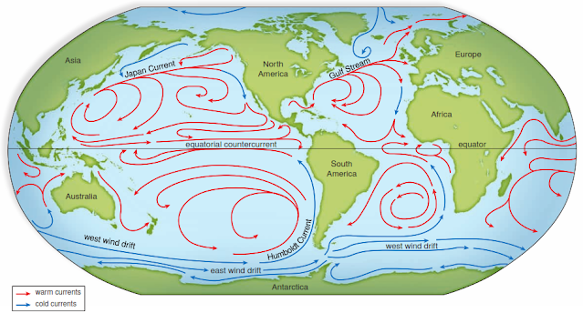 Coastal Ecosystems Border the Oceans